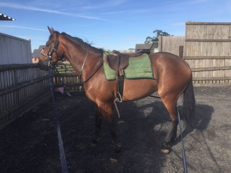 West Ham racehorse looks for festive win - West Ham News